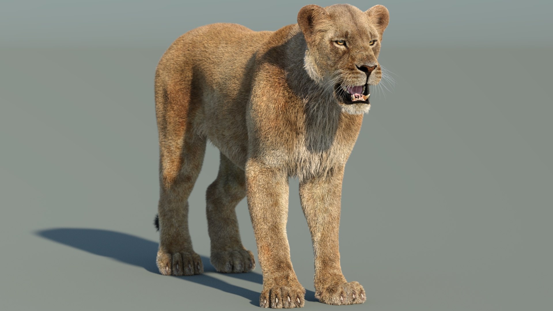 3D Model Lioness With Fur - TurboSquid 2278689
