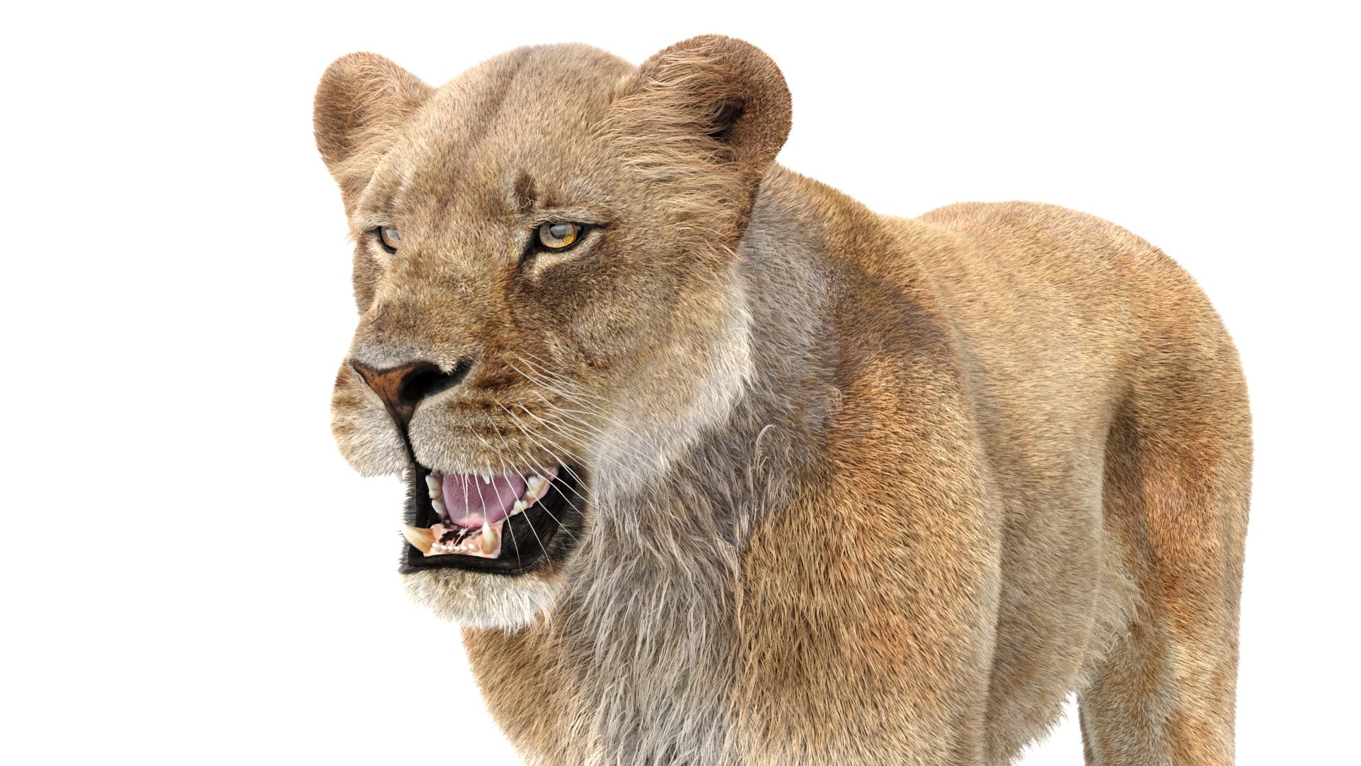 3D Model Lioness With Fur - TurboSquid 2278689