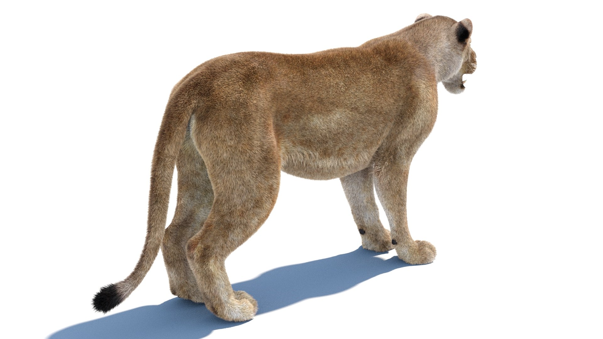 3D Model Lioness With Fur - TurboSquid 2278689