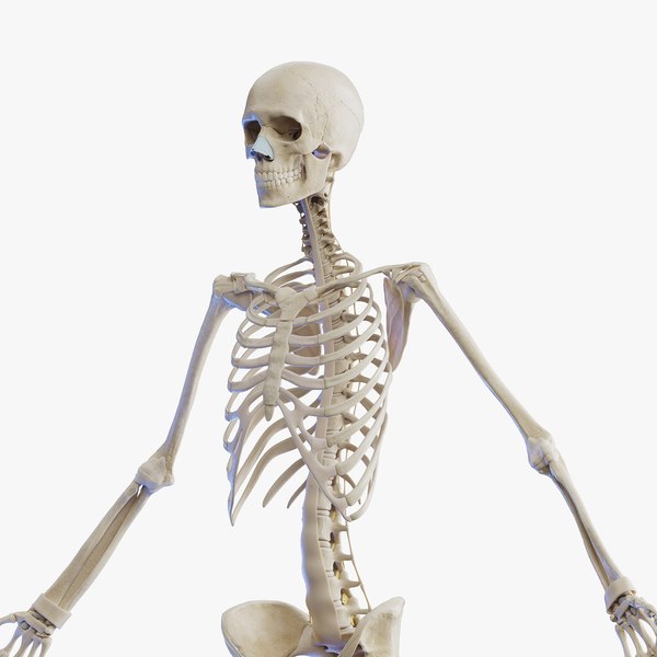 Human Skeleton Blender Models for Download | TurboSquid