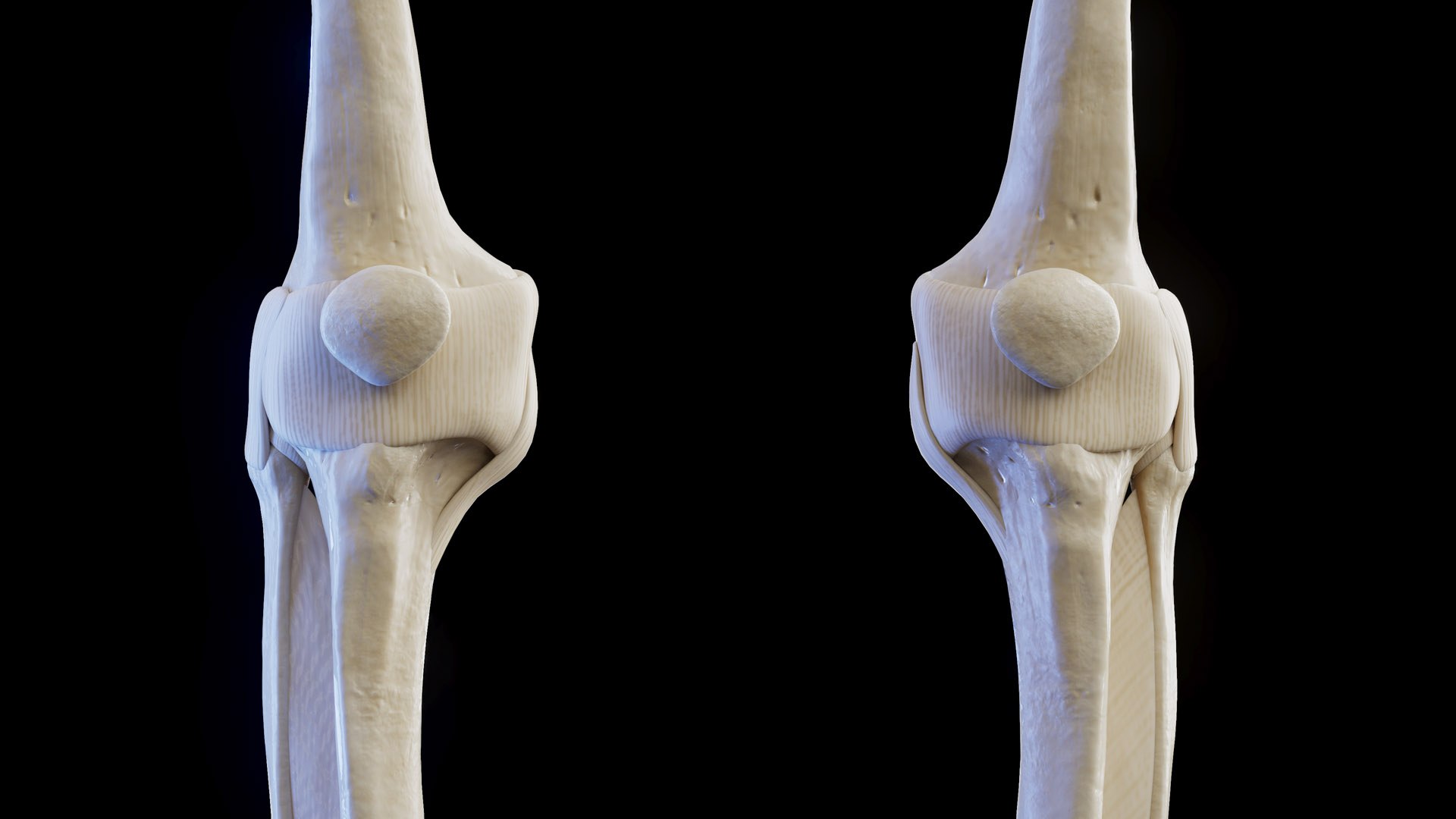 Human Female Ligaments and Skeletal System 3D - TurboSquid 2016431