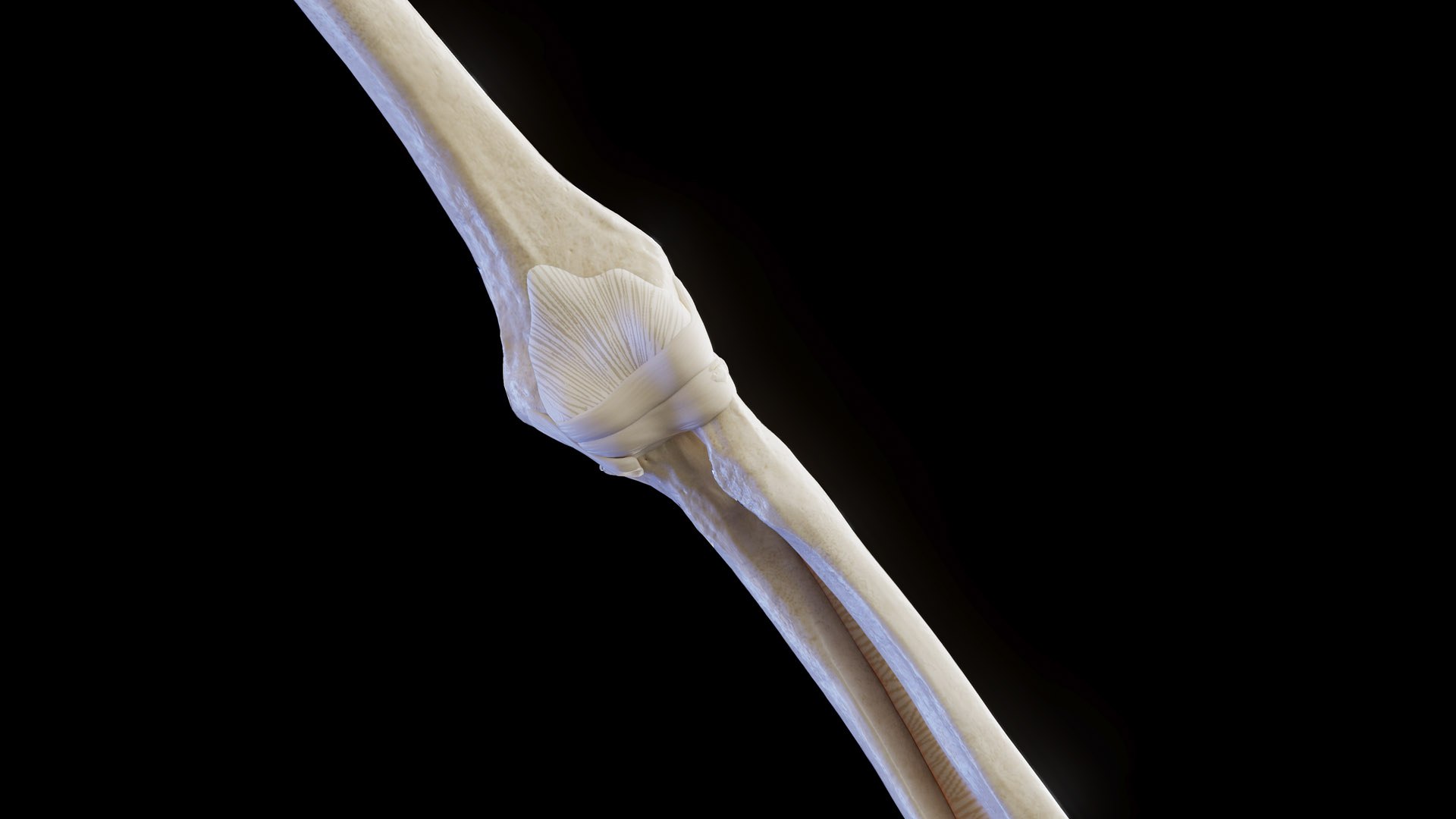 Human Female Ligaments and Skeletal System 3D - TurboSquid 2016431