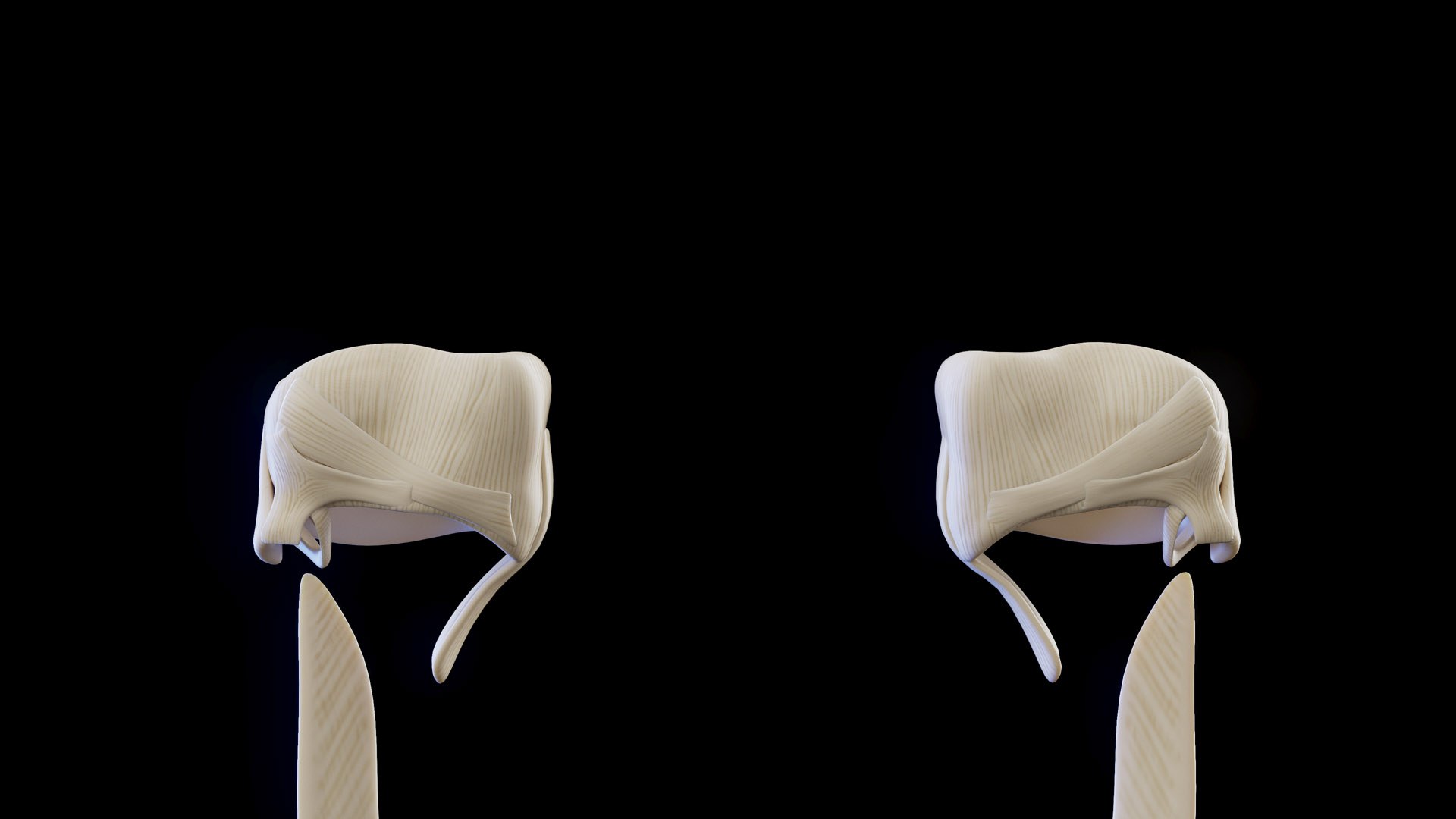 Human Female Ligaments and Skeletal System 3D - TurboSquid 2016431