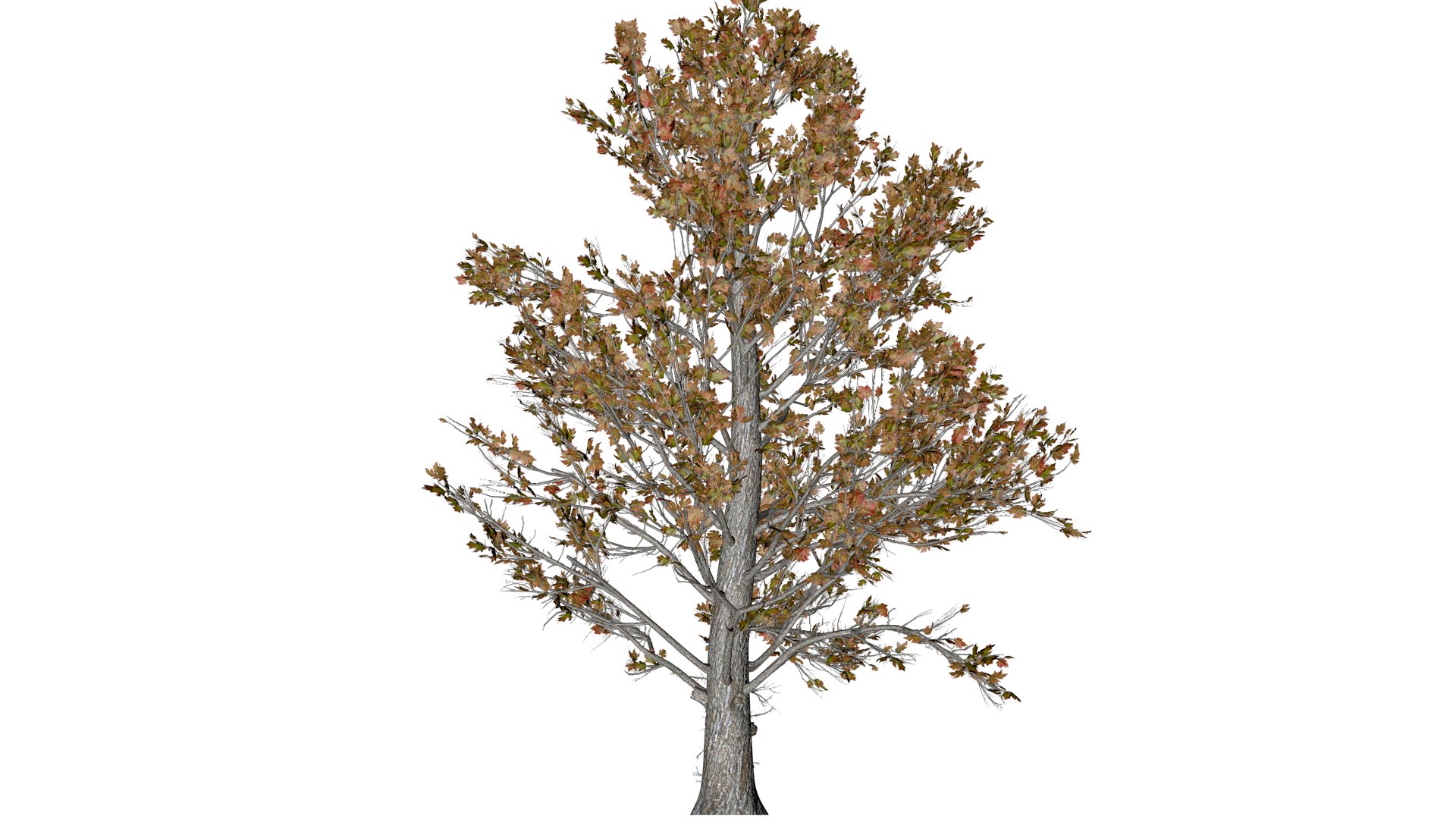 3D Sugar Maple Tree In Fall - 10 - Model - TurboSquid 2377843