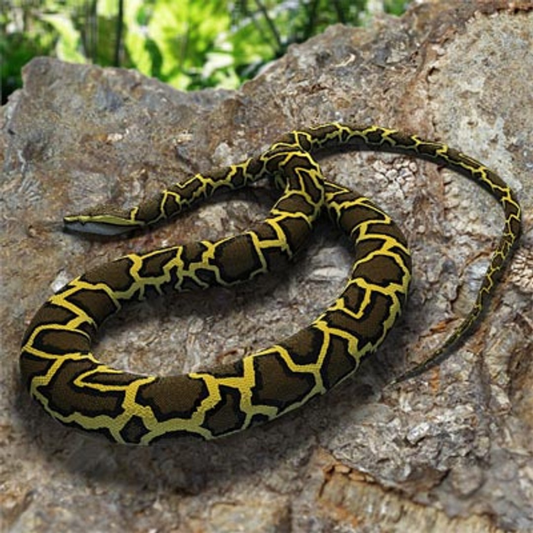 Burmese Python Snakes 3d Model