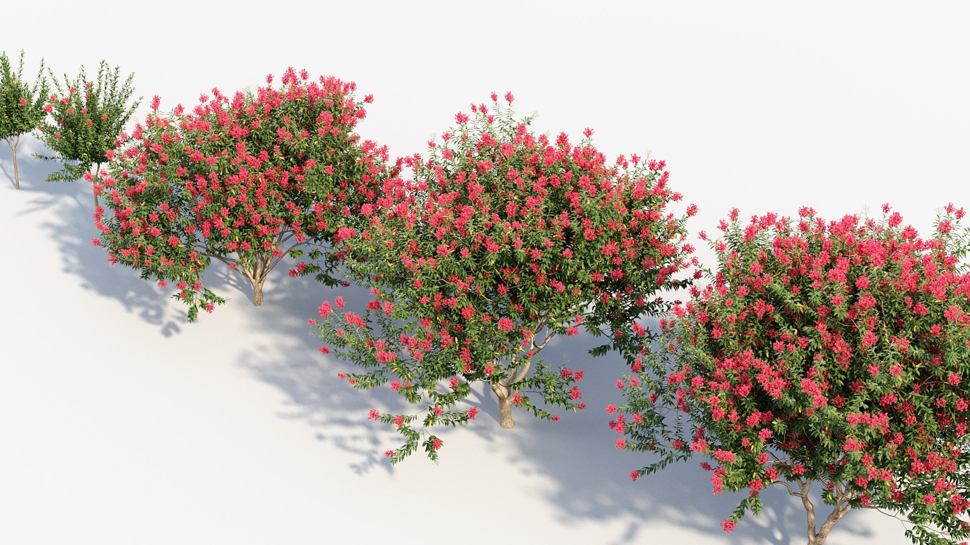 3D Myrtle Myrtus Communis - TurboSquid 2056018