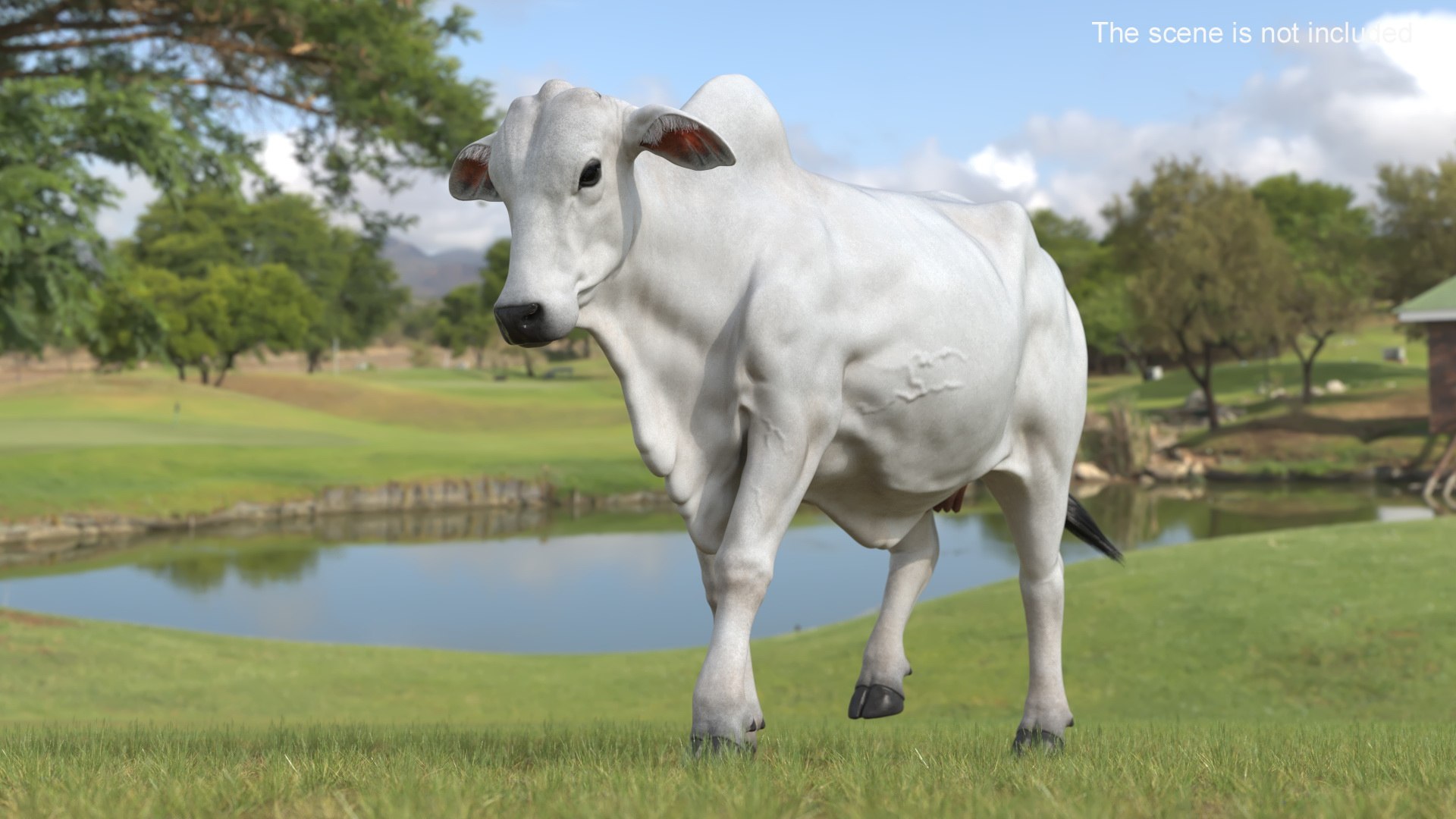 3D Zebu Cattle Female Walking Fur Model - TurboSquid 2317850