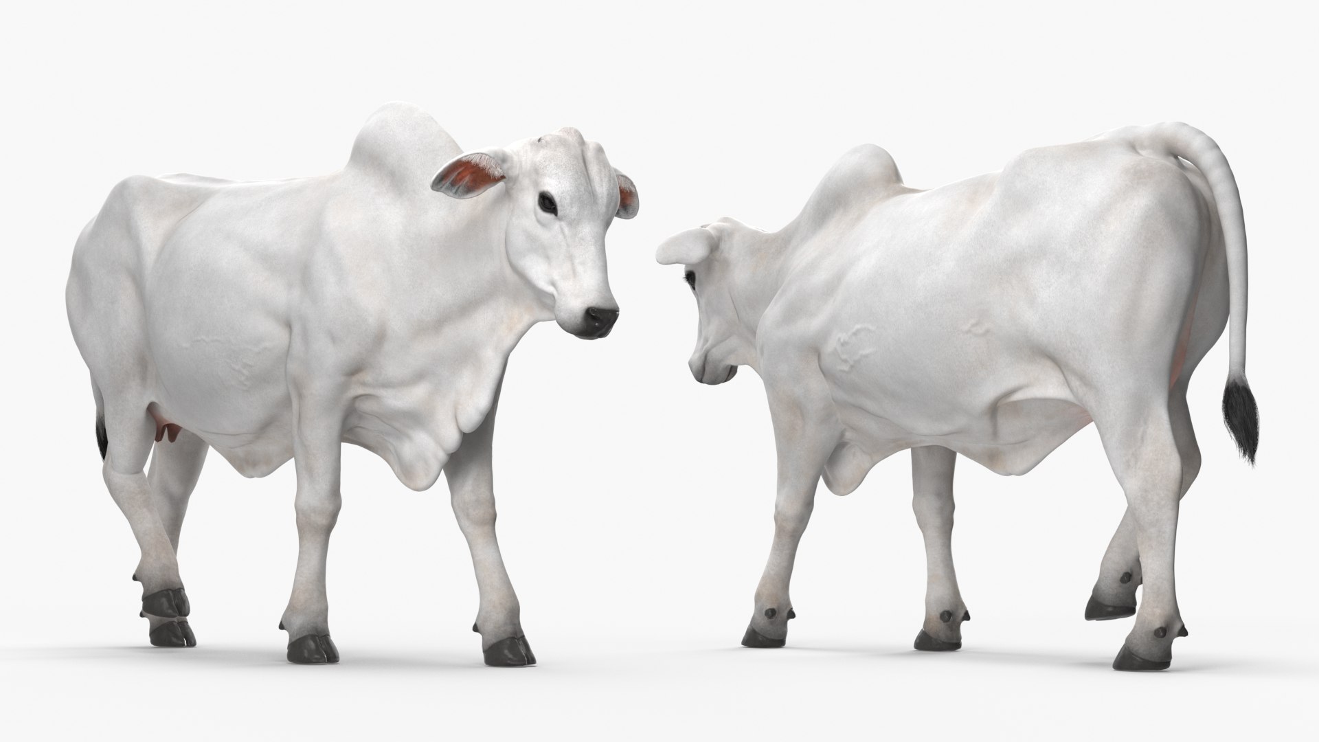 3D Zebu Cattle Female Walking Fur Model - TurboSquid 2317850