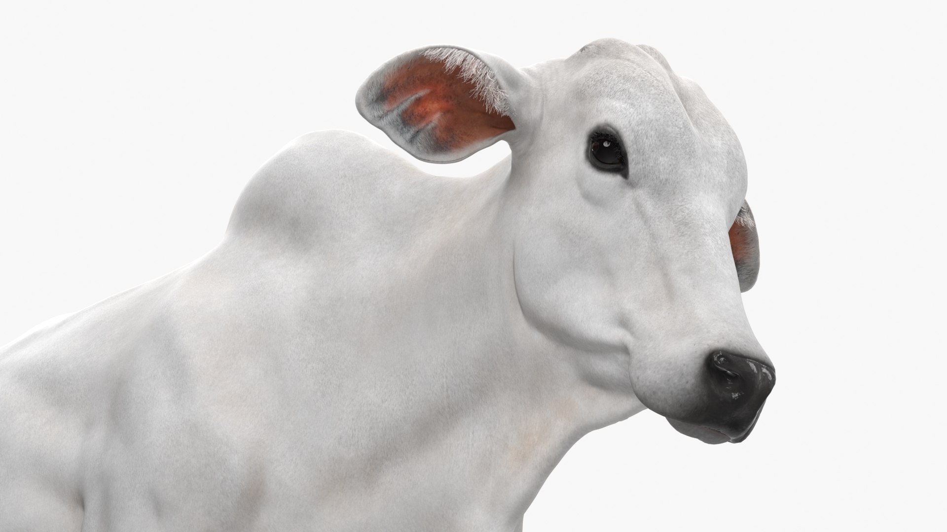 3D Zebu Cattle Female Walking Fur Model - TurboSquid 2317850