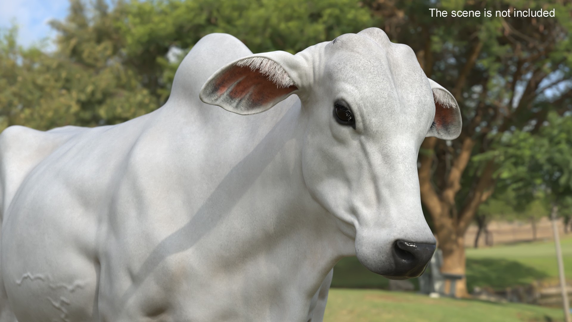 3D Zebu Cattle Female Walking Fur Model - TurboSquid 2317850
