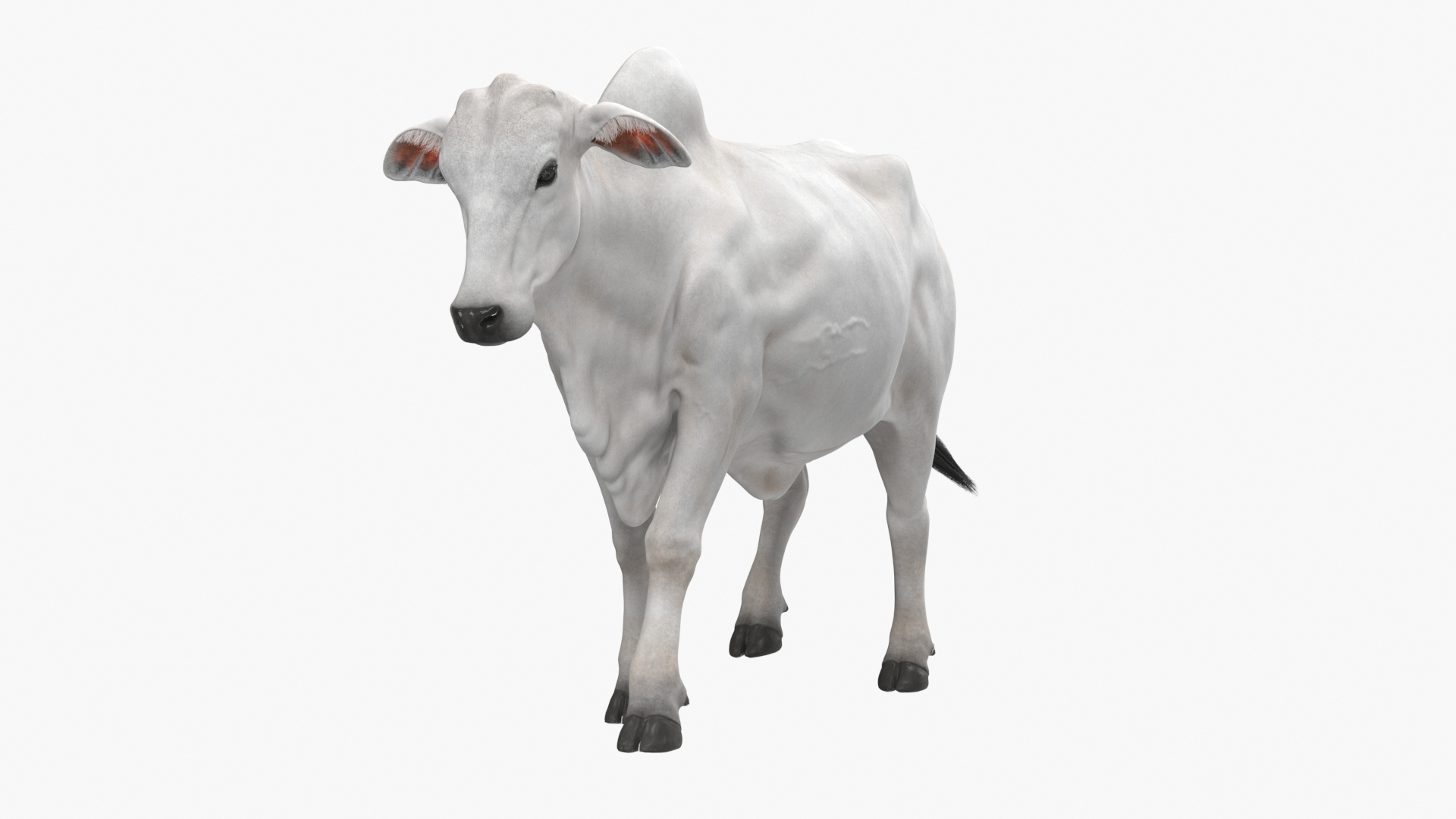 3D Zebu Cattle Female Walking Fur Model - TurboSquid 2317850