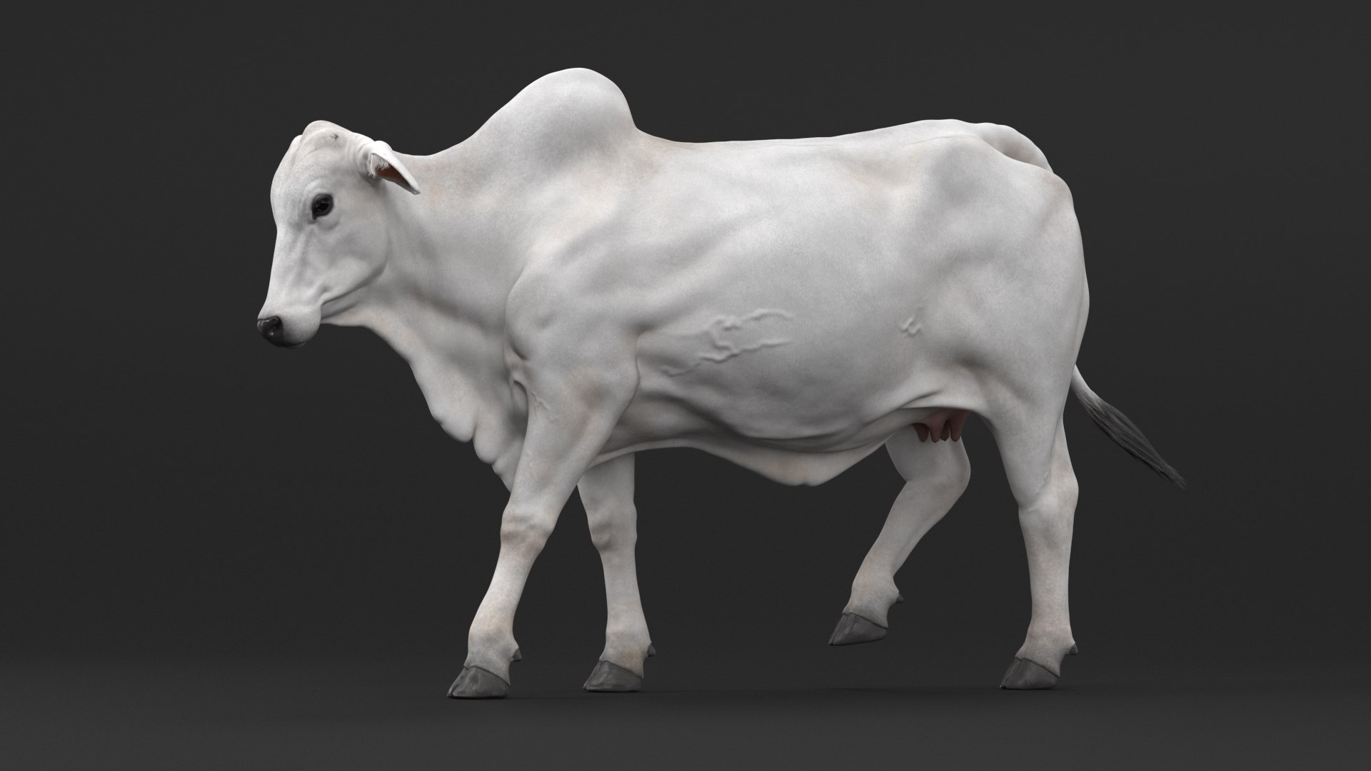 3D Zebu Cattle Female Walking Fur Model - TurboSquid 2317850