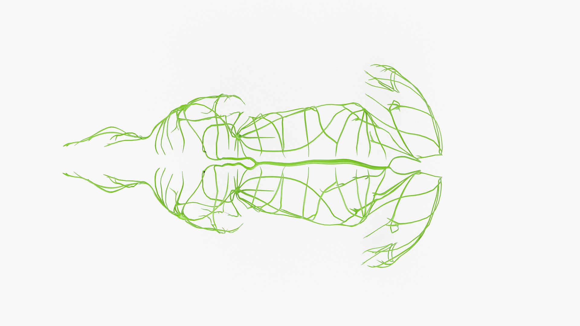 3D Rat Body Skeleton and Lymphatic System Static - TurboSquid 1892094