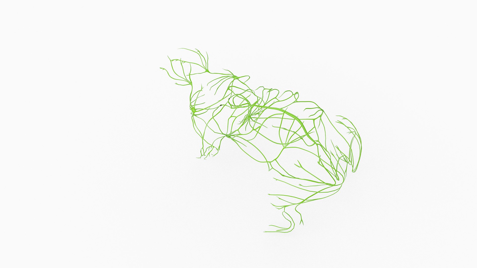 3D Rat Body Skeleton And Lymphatic System Static - TurboSquid 1892094