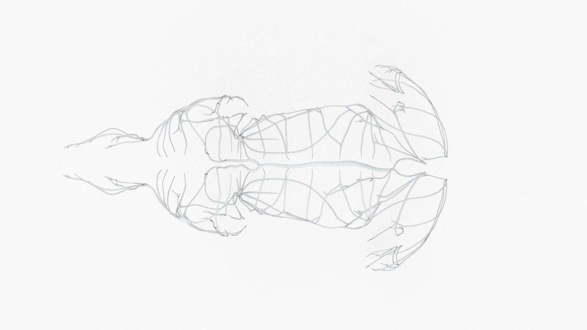 3D Rat Body Skeleton and Lymphatic System Static - TurboSquid 1892094