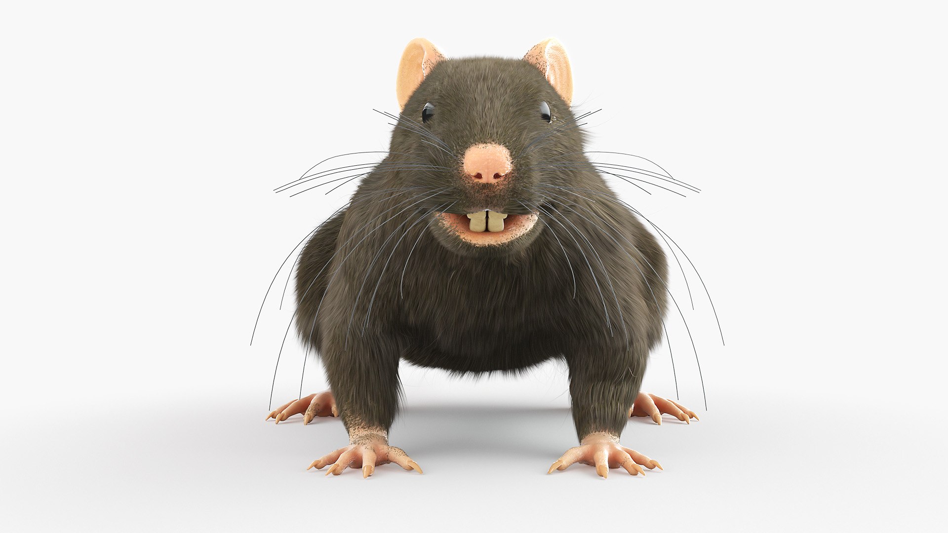 3D Rat Body Skeleton And Lymphatic System Static - TurboSquid 1892094