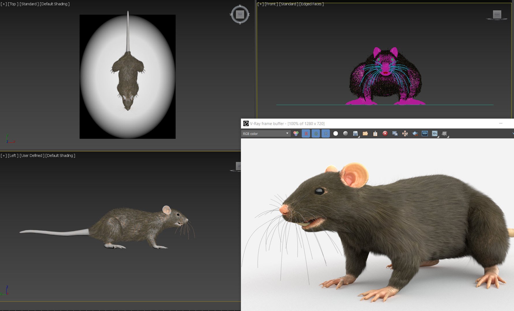 3D Rat Body Skeleton and Lymphatic System Static - TurboSquid 1892094