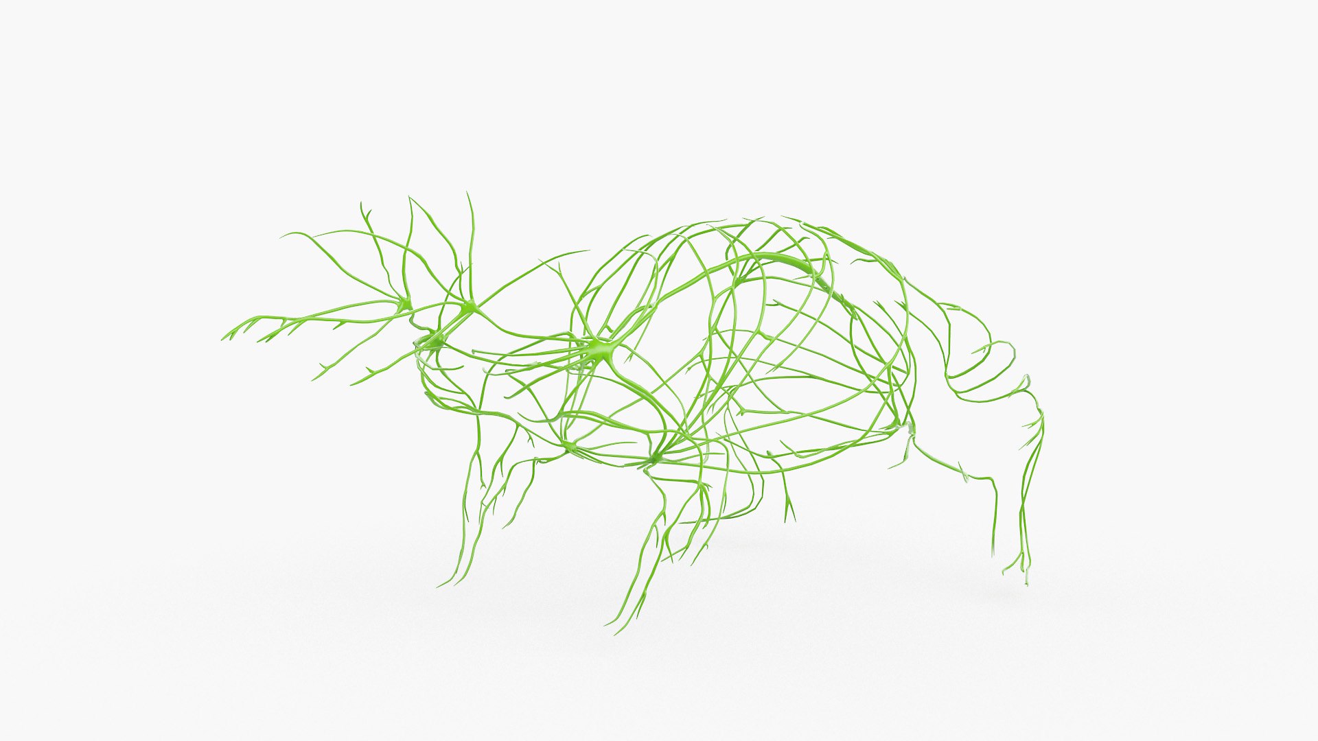 3D Rat Body Skeleton And Lymphatic System Static - TurboSquid 1892094