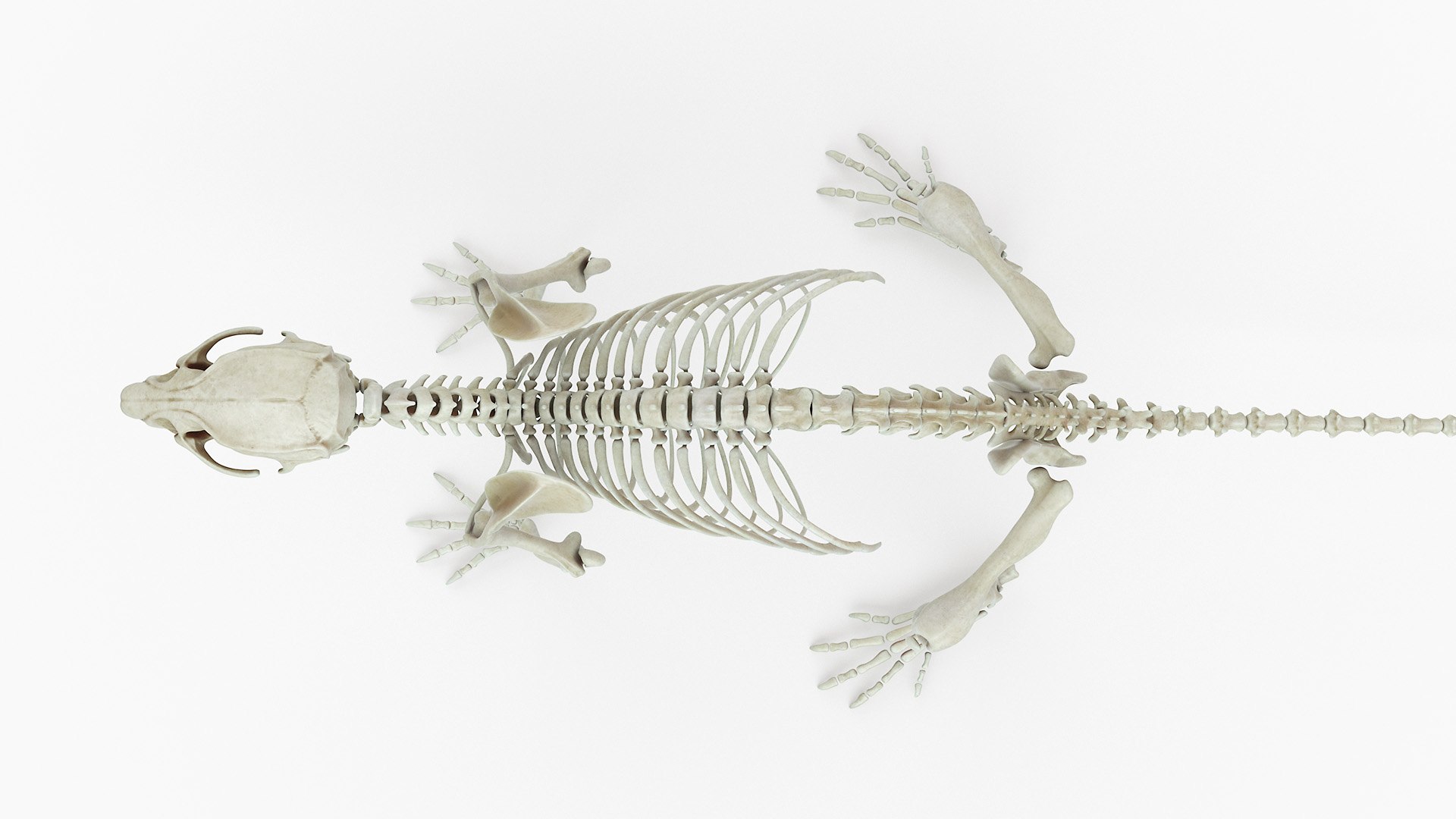 3D Rat Body Skeleton And Lymphatic System Static - TurboSquid 1892094