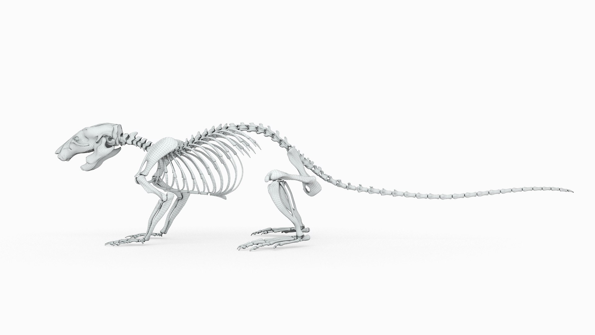 3D Rat Body Skeleton And Lymphatic System Static - TurboSquid 1892094