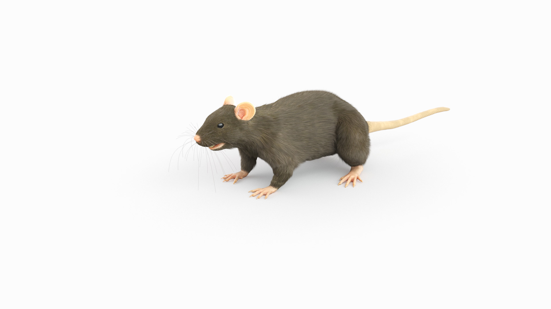 3D Rat Body Skeleton And Lymphatic System Static - TurboSquid 1892094