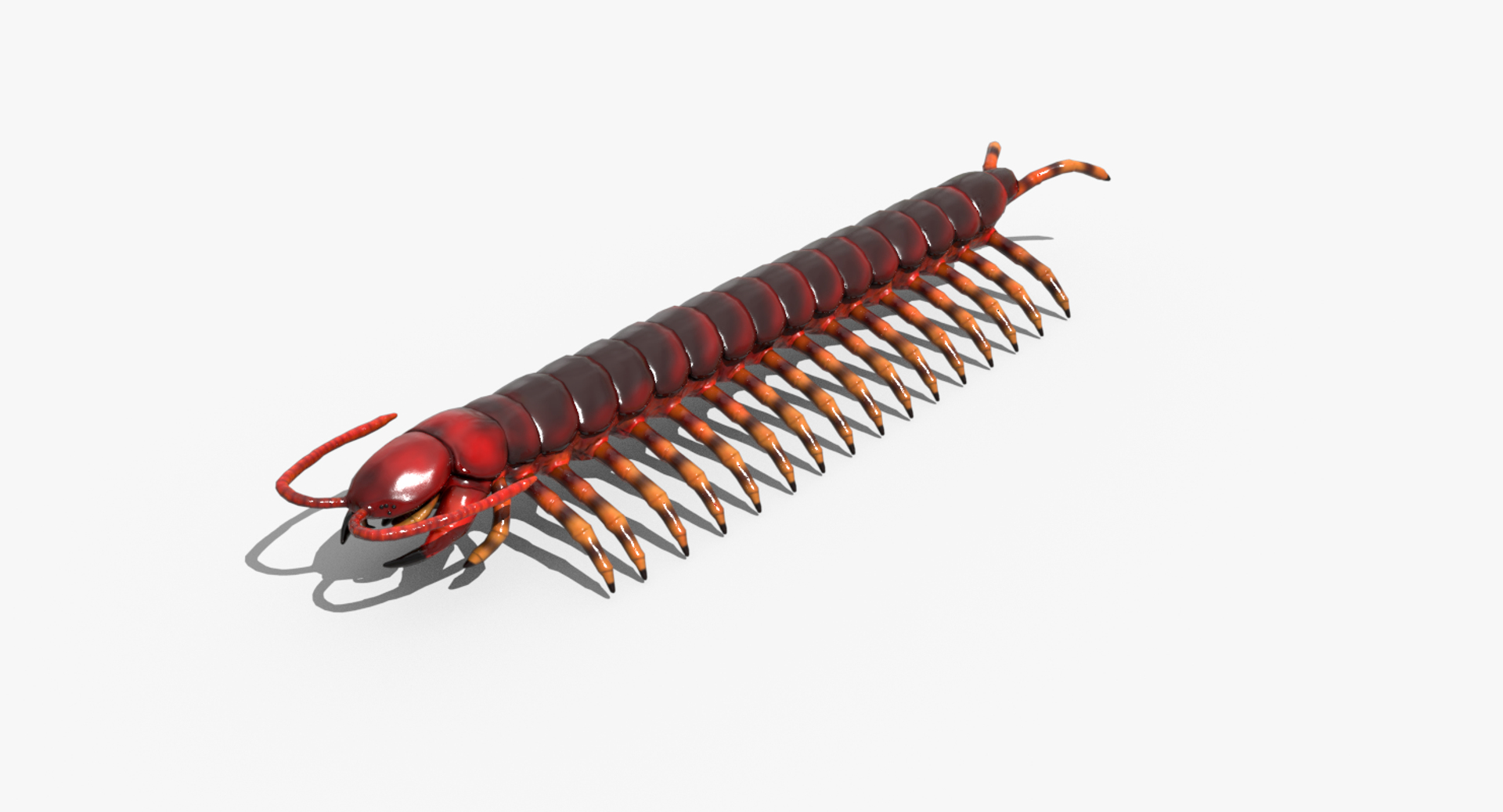 Centipede 3D model - TurboSquid 1260888