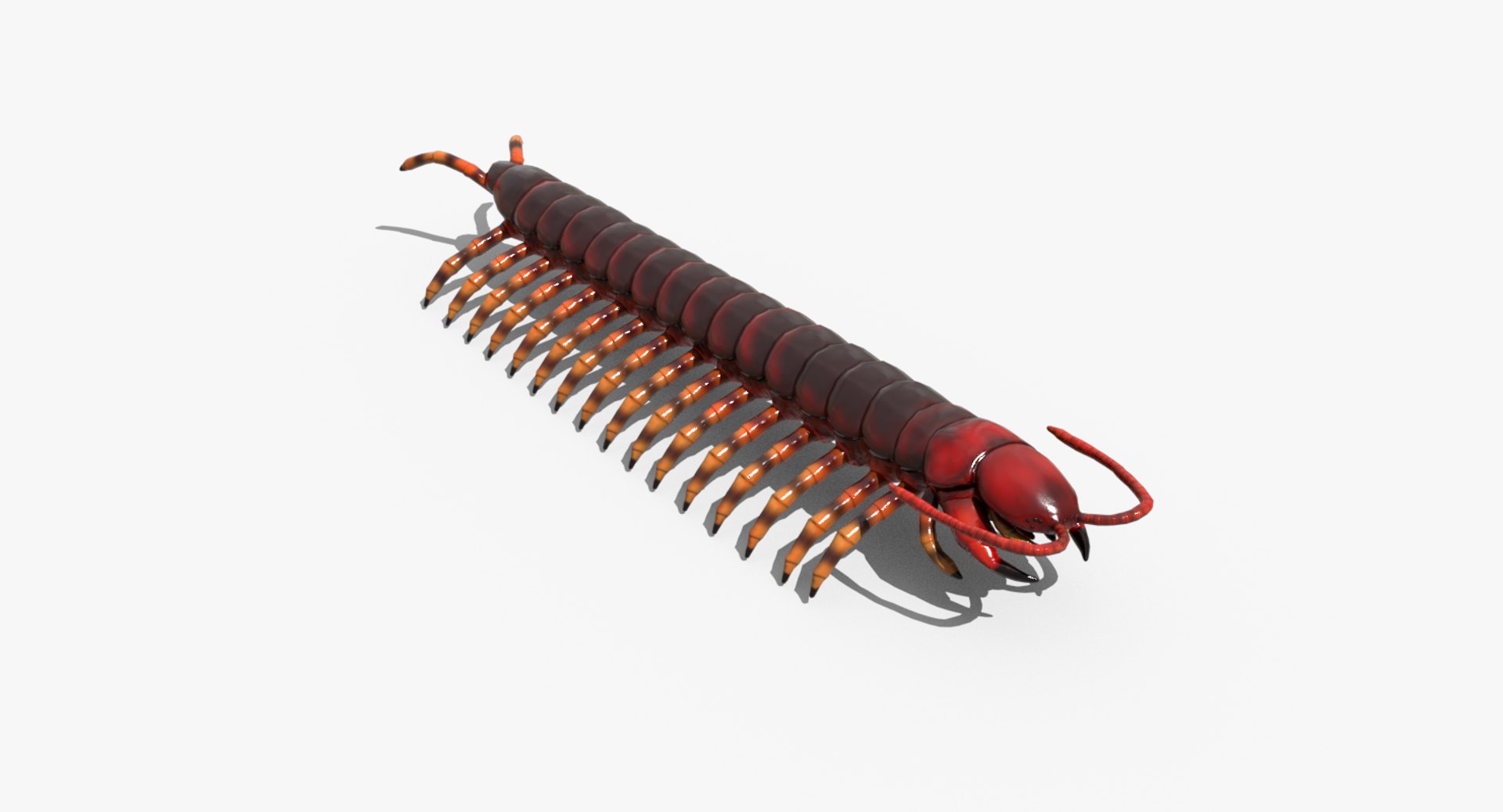 Centipede 3D model - TurboSquid 1260888