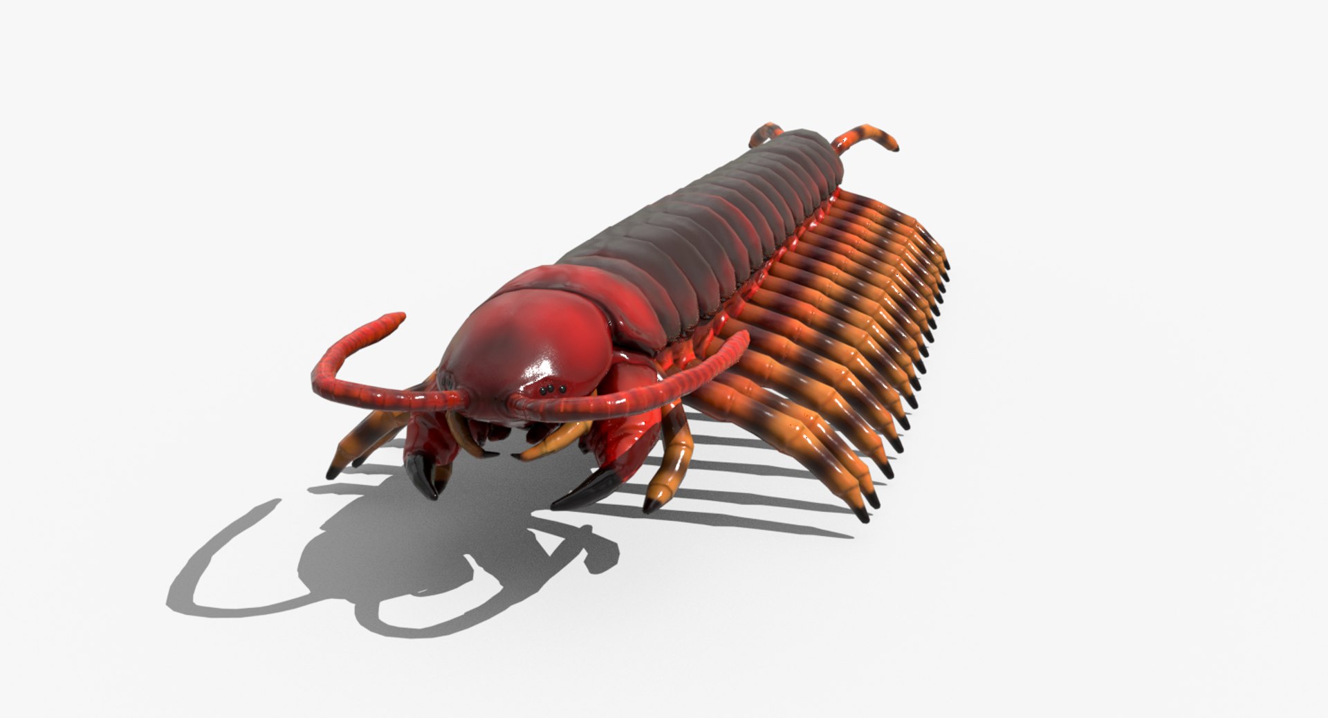 Centipede 3D model - TurboSquid 1260888