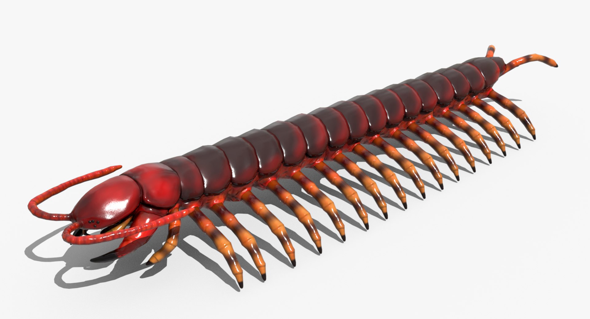 Centipede 3D model - TurboSquid 1260888