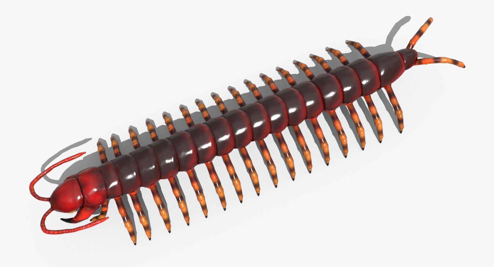 Centipede 3D model - TurboSquid 1260888