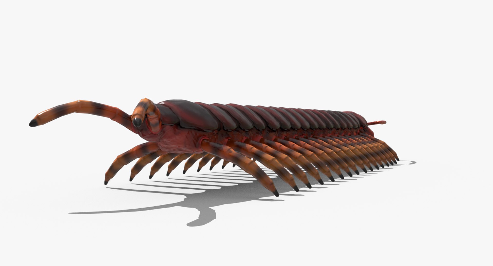 Centipede 3D model - TurboSquid 1260888