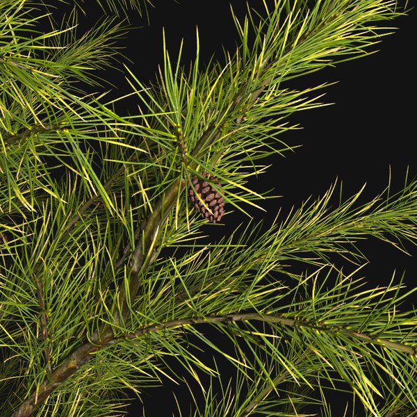 3d pine tree model