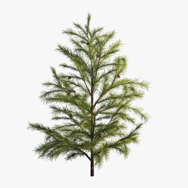 3d pine tree model