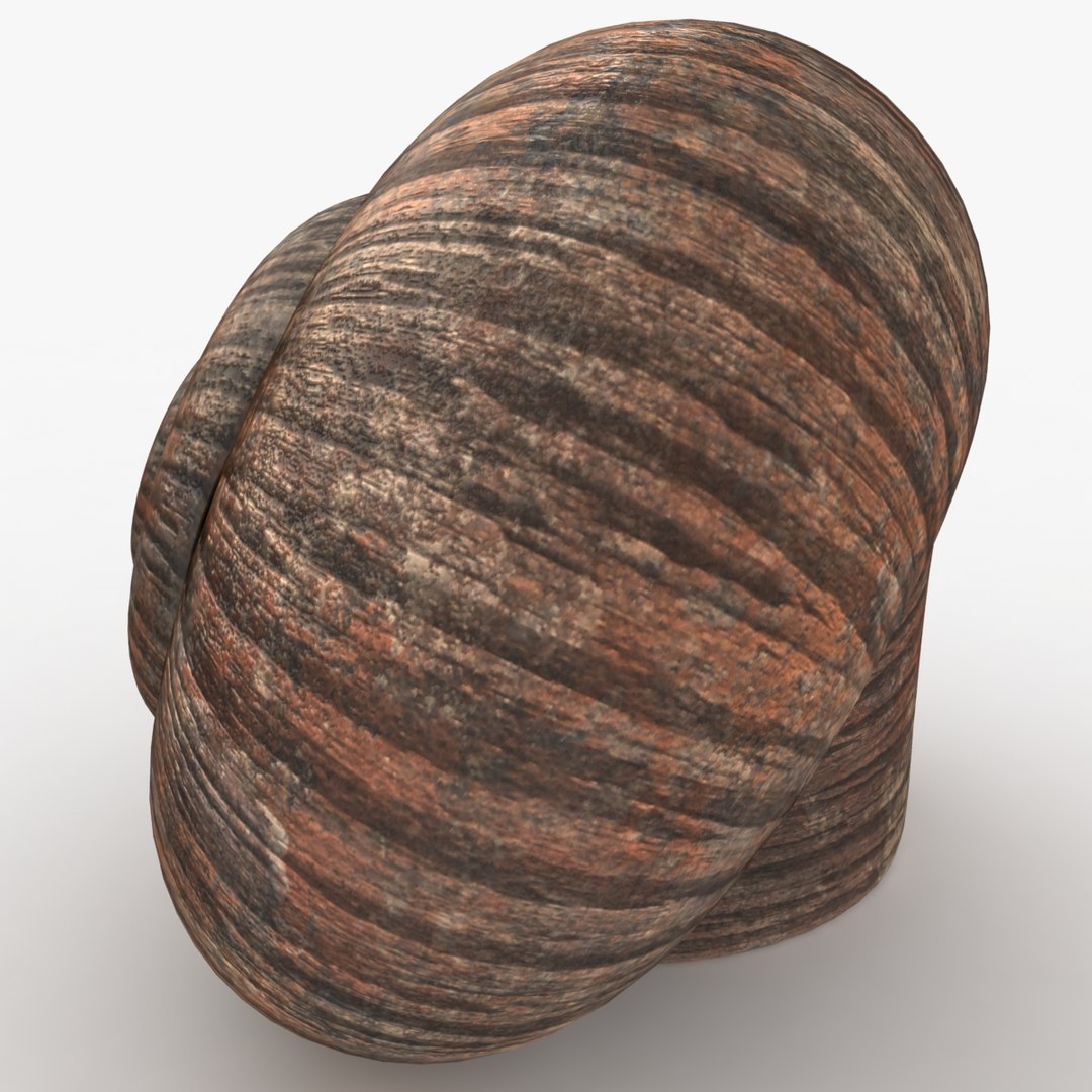 shell coral set 3d model