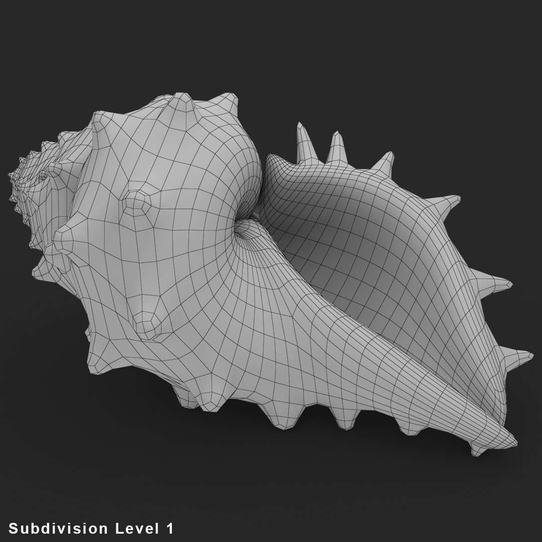Shell Coral Set 3d Model