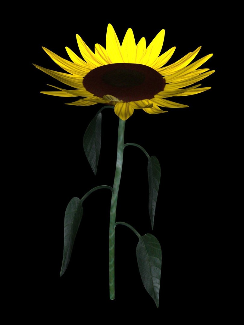 Maya Flower Sun Sunflower