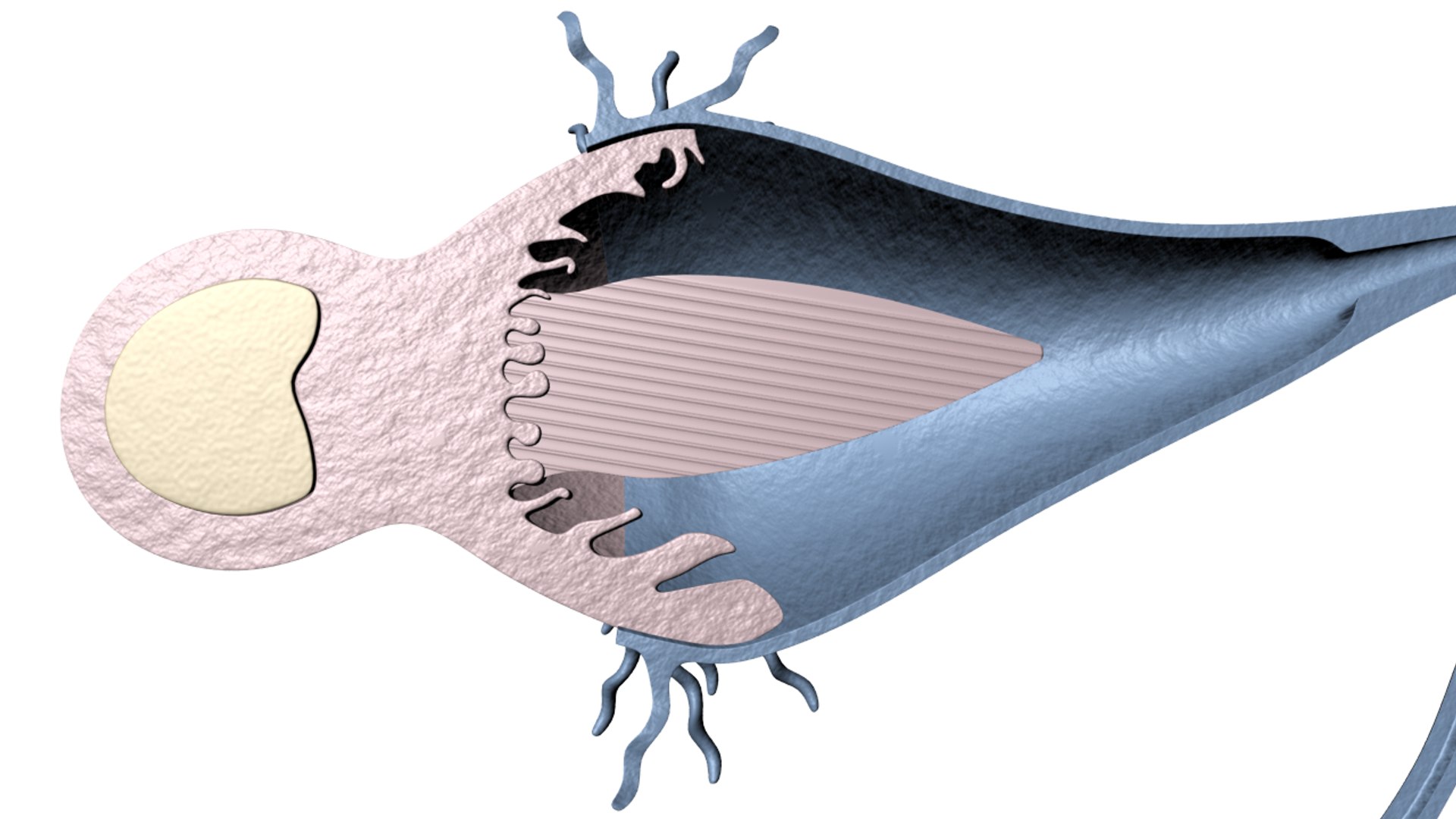 3d Flame Cell Model