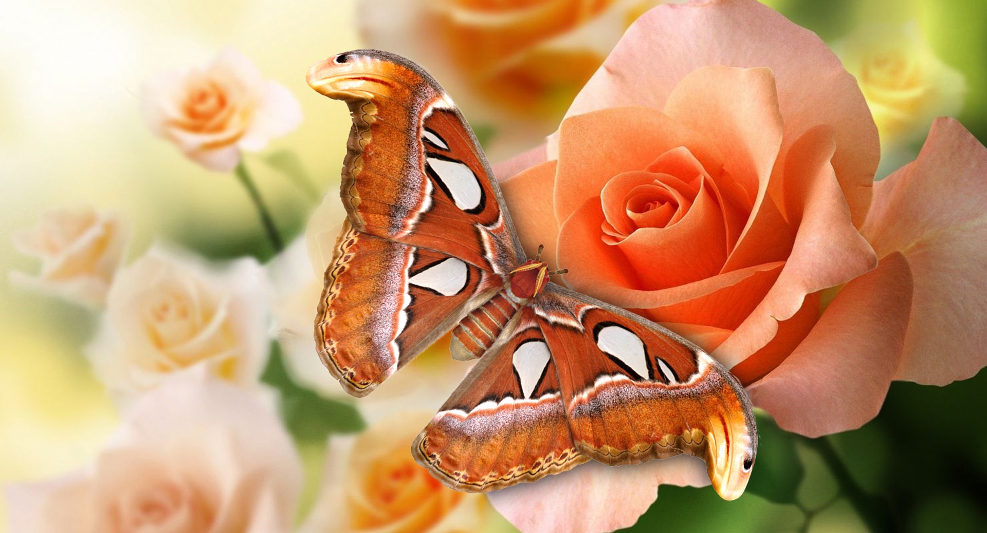 Attacus Atlas Large Saturniid 3D Model - TurboSquid 1193218