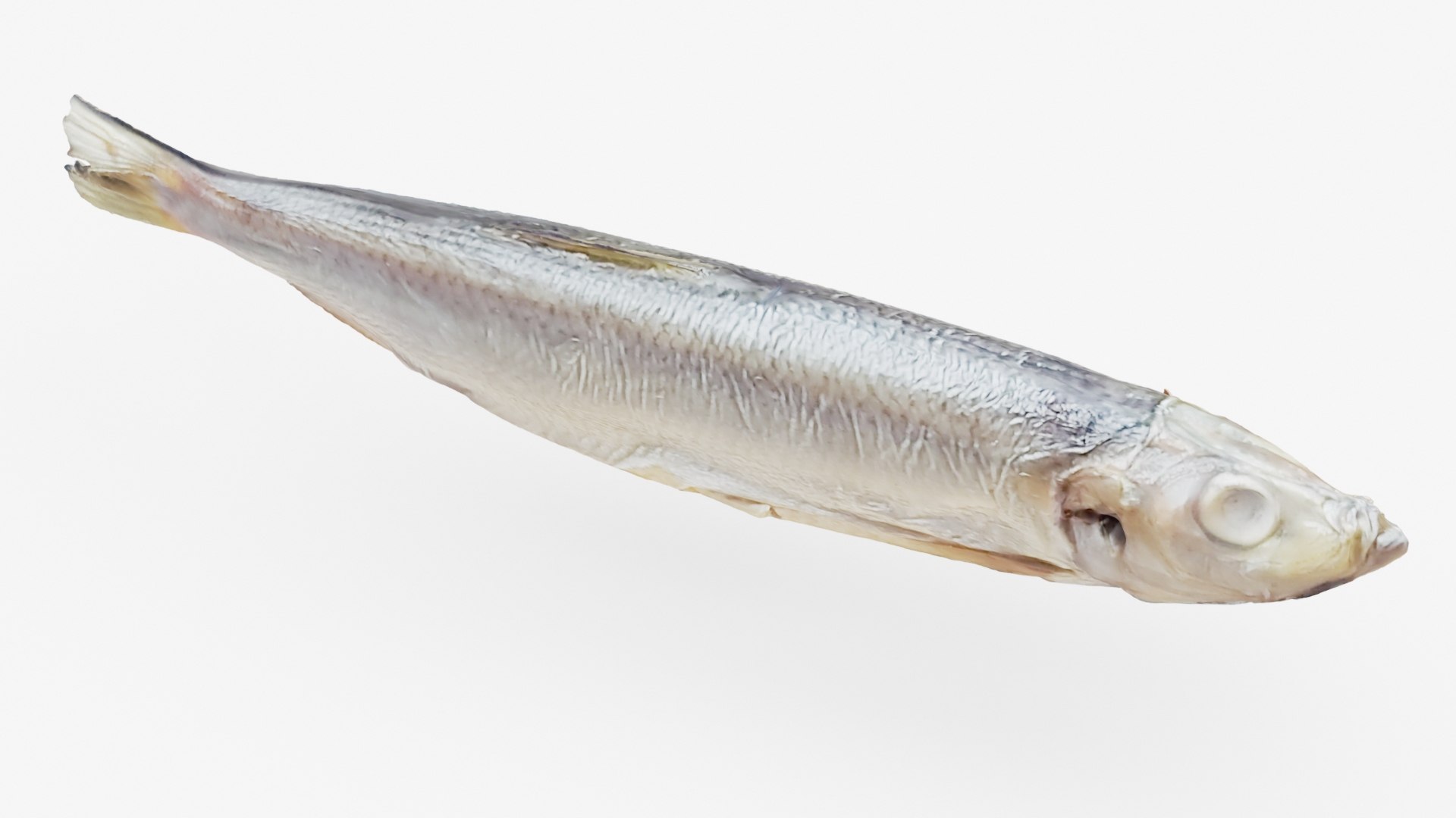 3D Atlantic Herring 3d Scan Model - TurboSquid 2396318