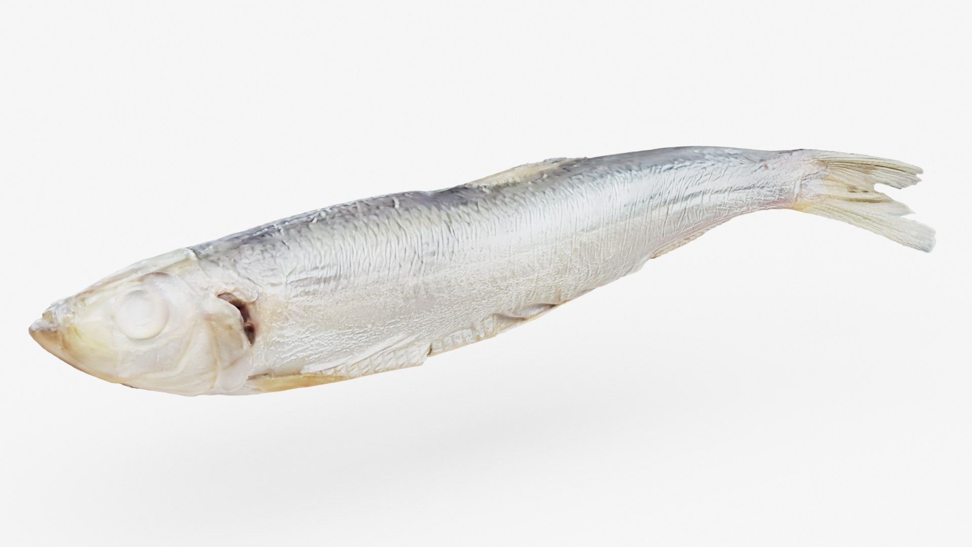 3D Atlantic Herring 3d Scan Model - TurboSquid 2396318