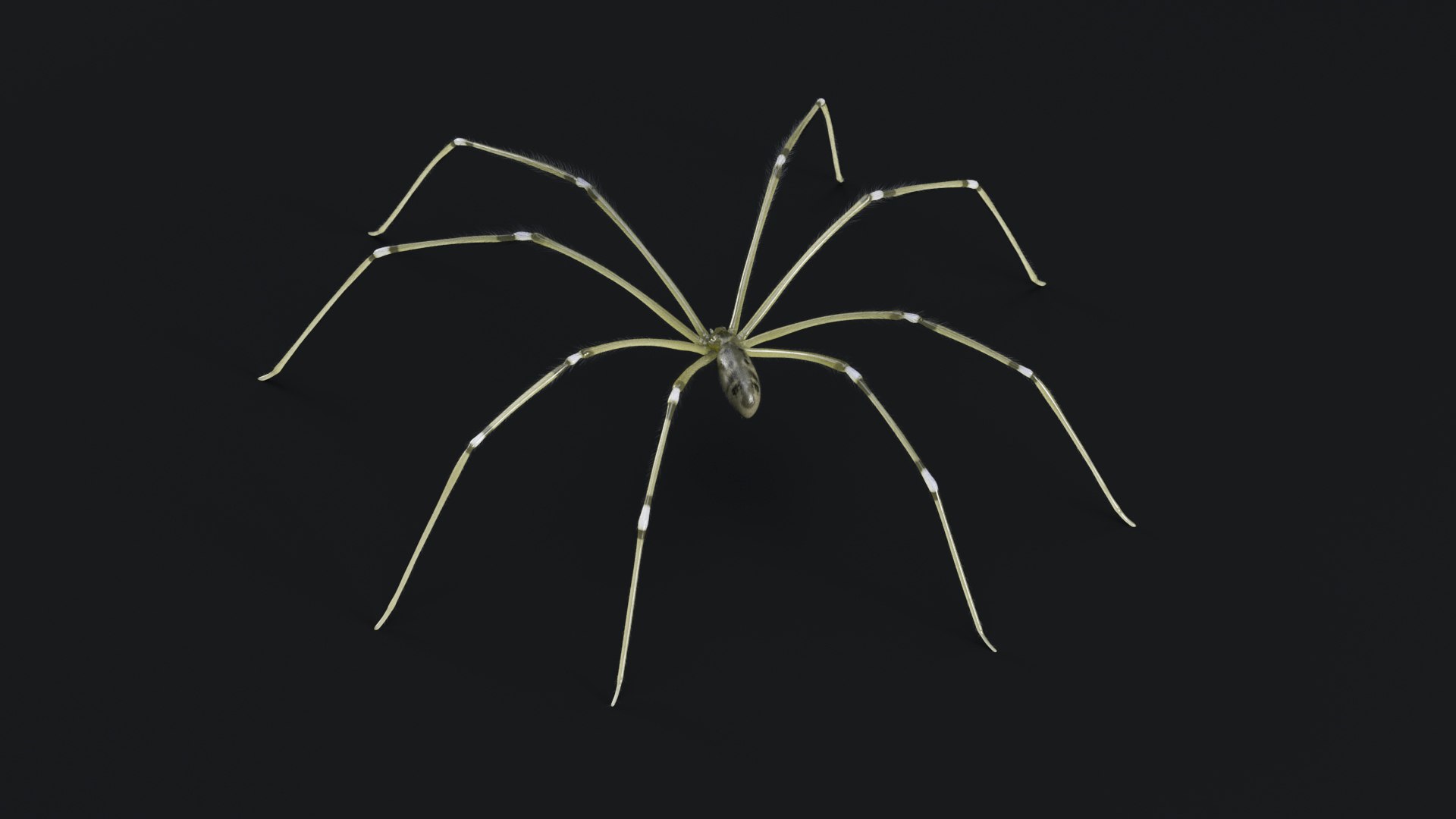3D DaddyLongLegs - TurboSquid 2253373