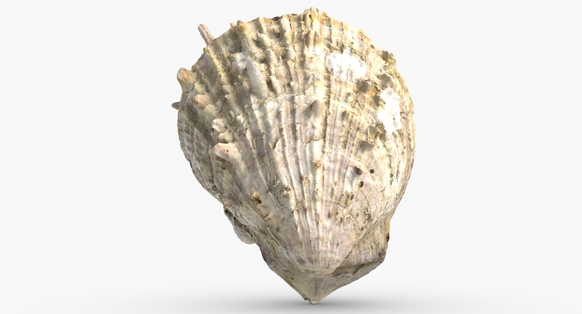 Sea Shell 3D - TurboSquid 1187608