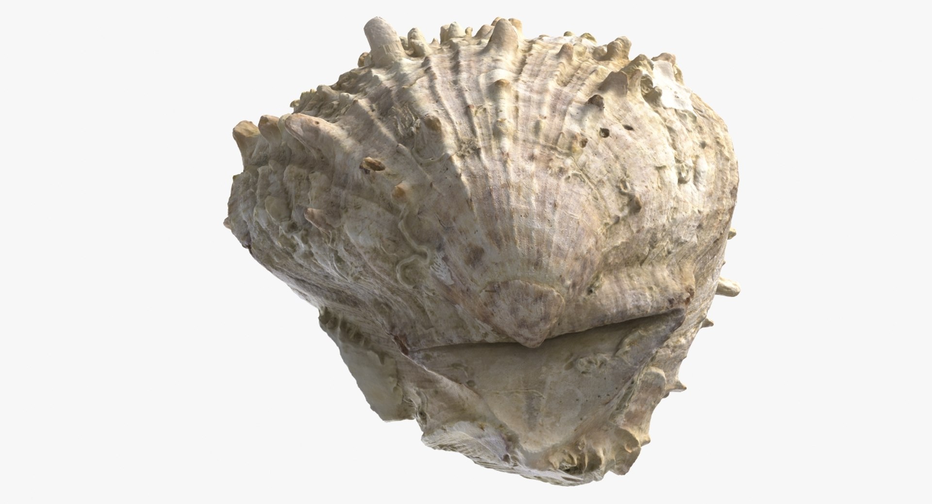 Sea Shell 3D - TurboSquid 1187608