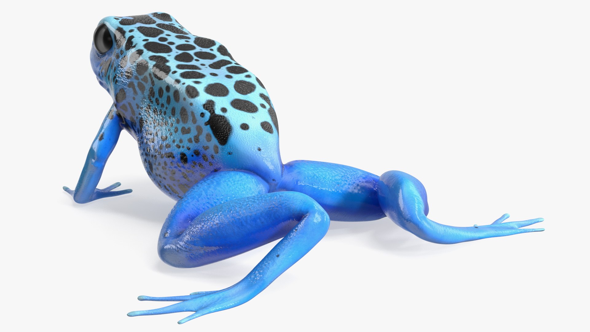 3D Poison Dart Frog Blue Crawling Pose - TurboSquid 2185970
