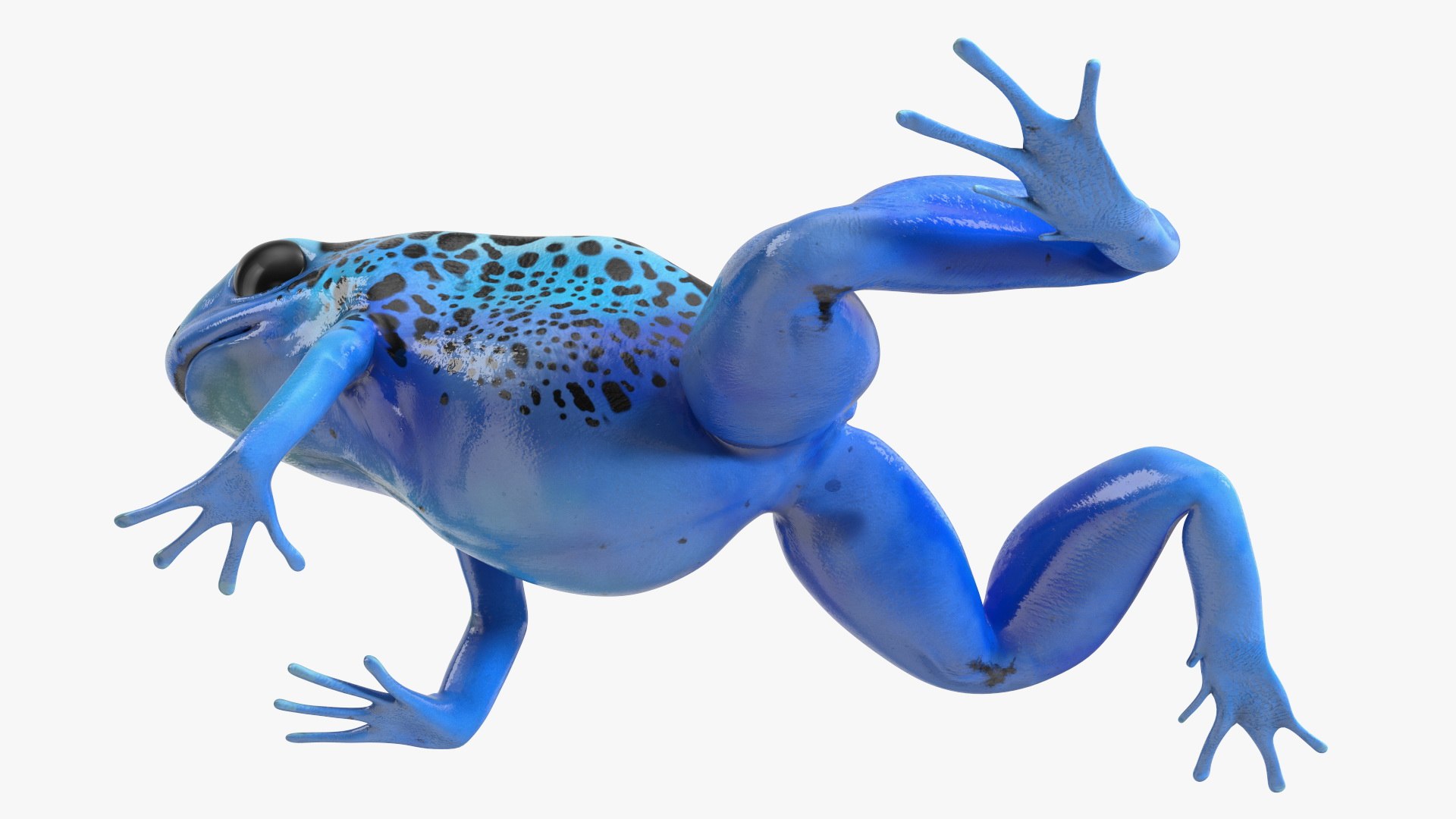 3D Poison Dart Frog Blue Crawling Pose - TurboSquid 2185970
