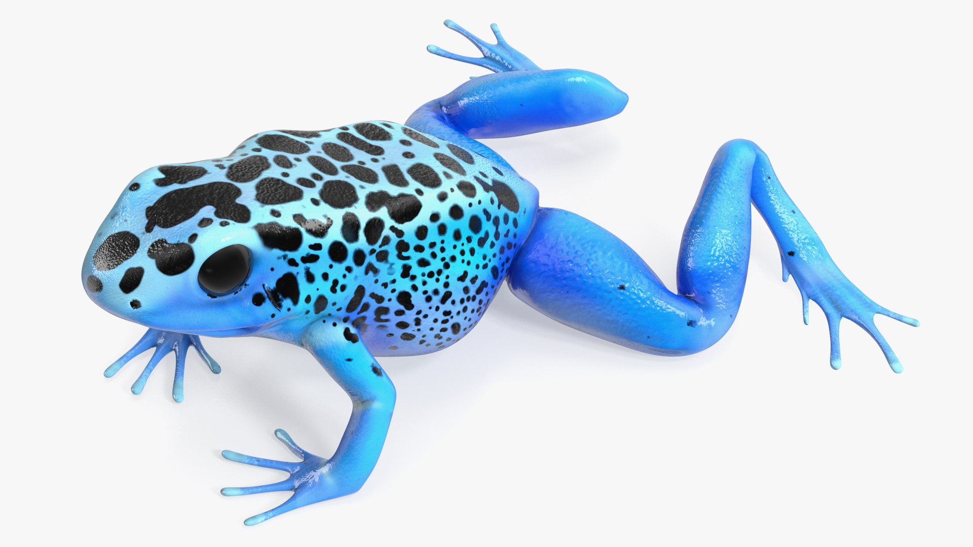3D Poison Dart Frog Blue Crawling Pose - TurboSquid 2185970