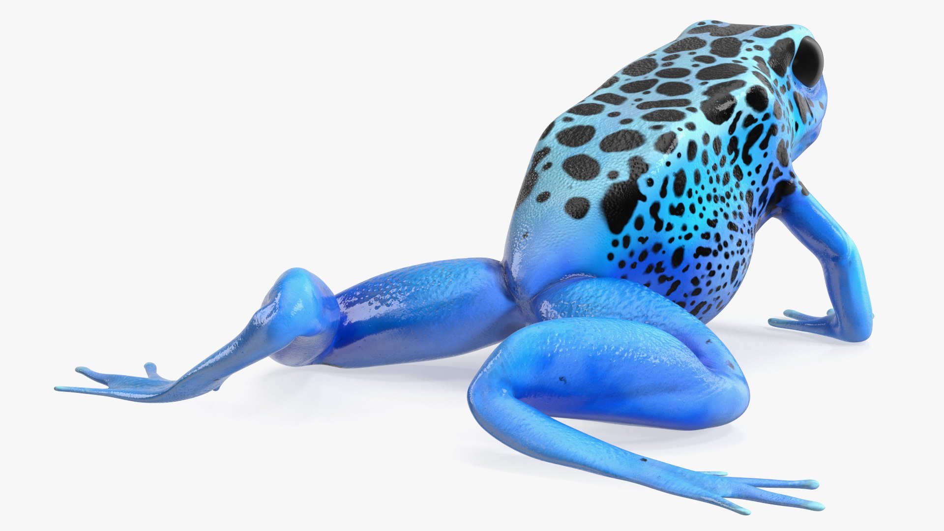 3D Poison Dart Frog Blue Crawling Pose - TurboSquid 2185970