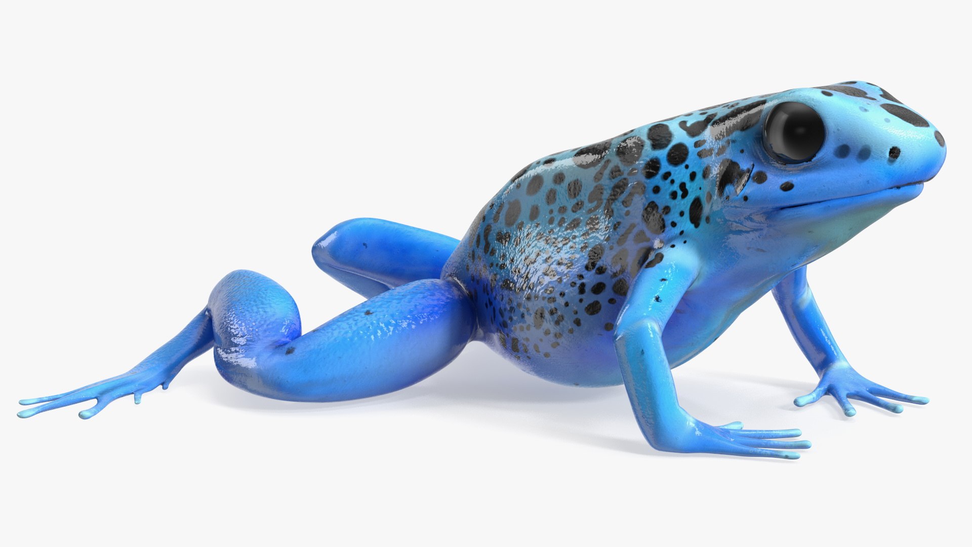 3D Poison Dart Frog Blue Crawling Pose - TurboSquid 2185970