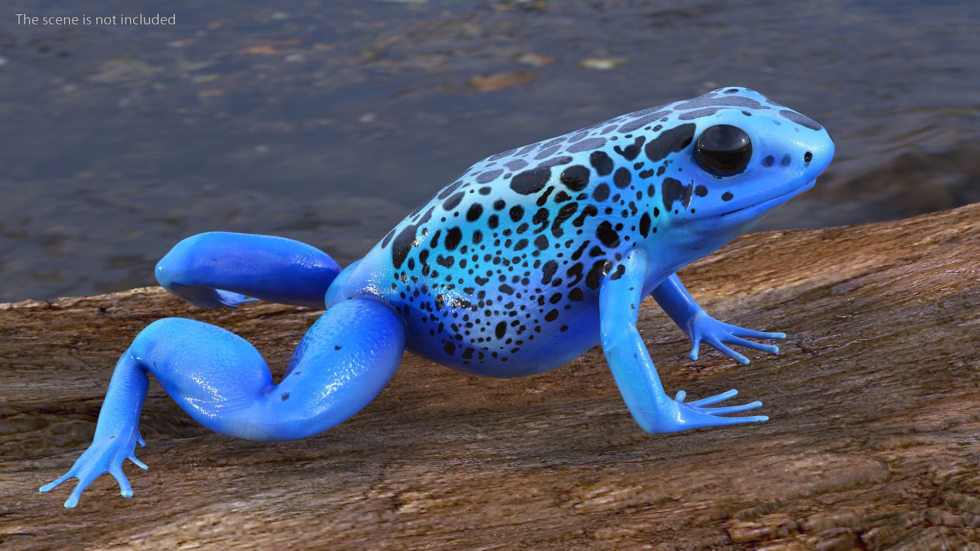 3D Poison Dart Frog Blue Crawling Pose - TurboSquid 2185970
