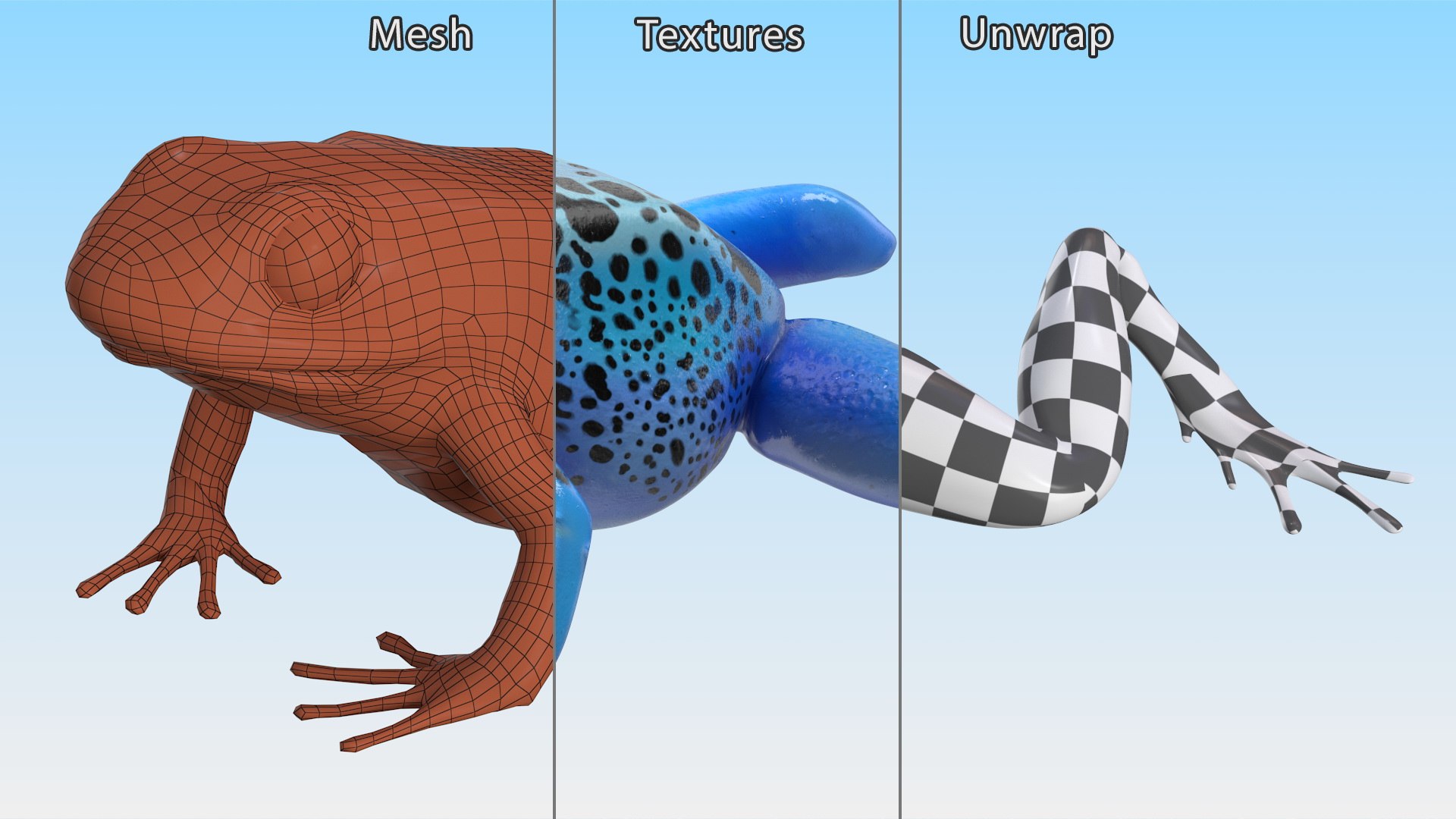3D Poison Dart Frog Blue Crawling Pose - TurboSquid 2185970